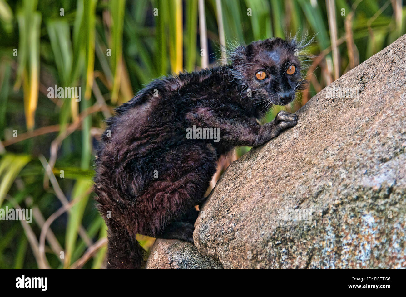 black lemur, eulemur macaco, lemur, animal, USA, United States, America ...