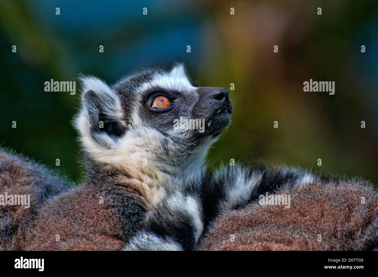 ringtail, lemur, lemur catta, animal, USA, United States, America Stock ...