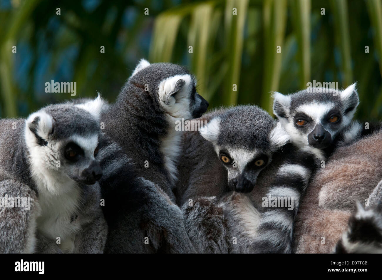 ringtail, lemurs, lemur catta, animal, USA, United States, America ...