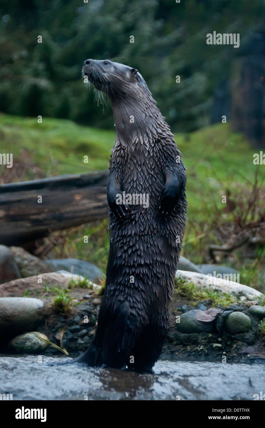 river otter, lutra canadensis, otter, animal, USA, United States ...