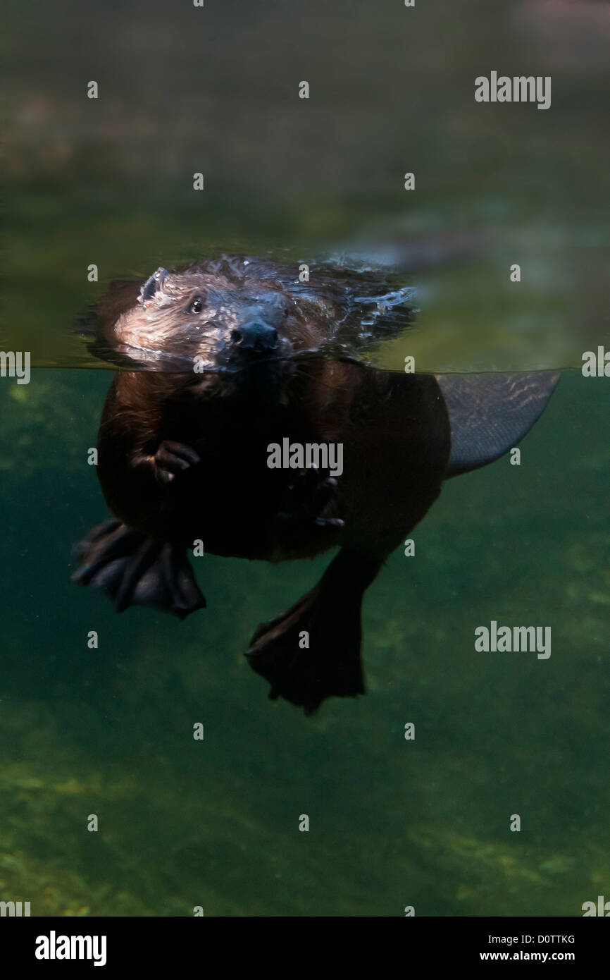 Beaver swimming underwater High Resolution Stock Photography and Images ...