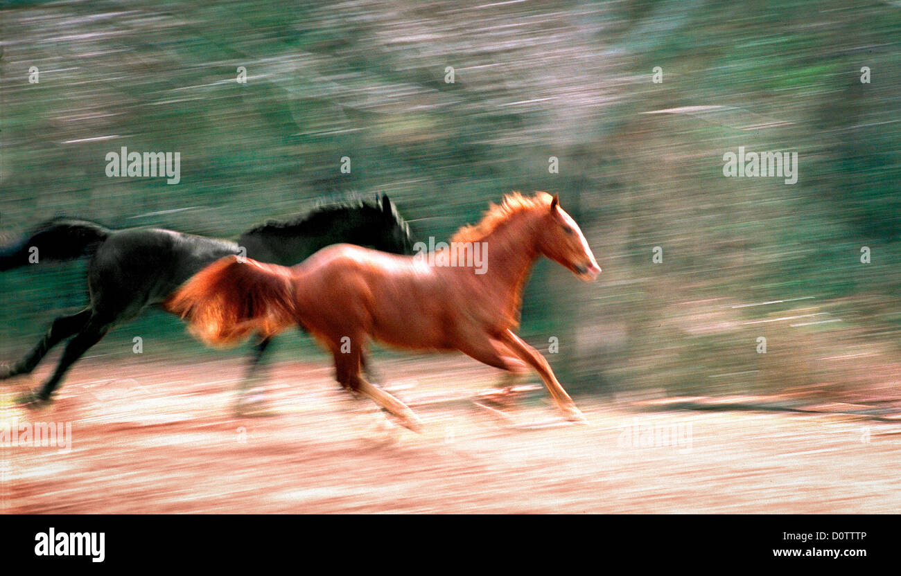 Running Horses in motion Stock Photo - Alamy