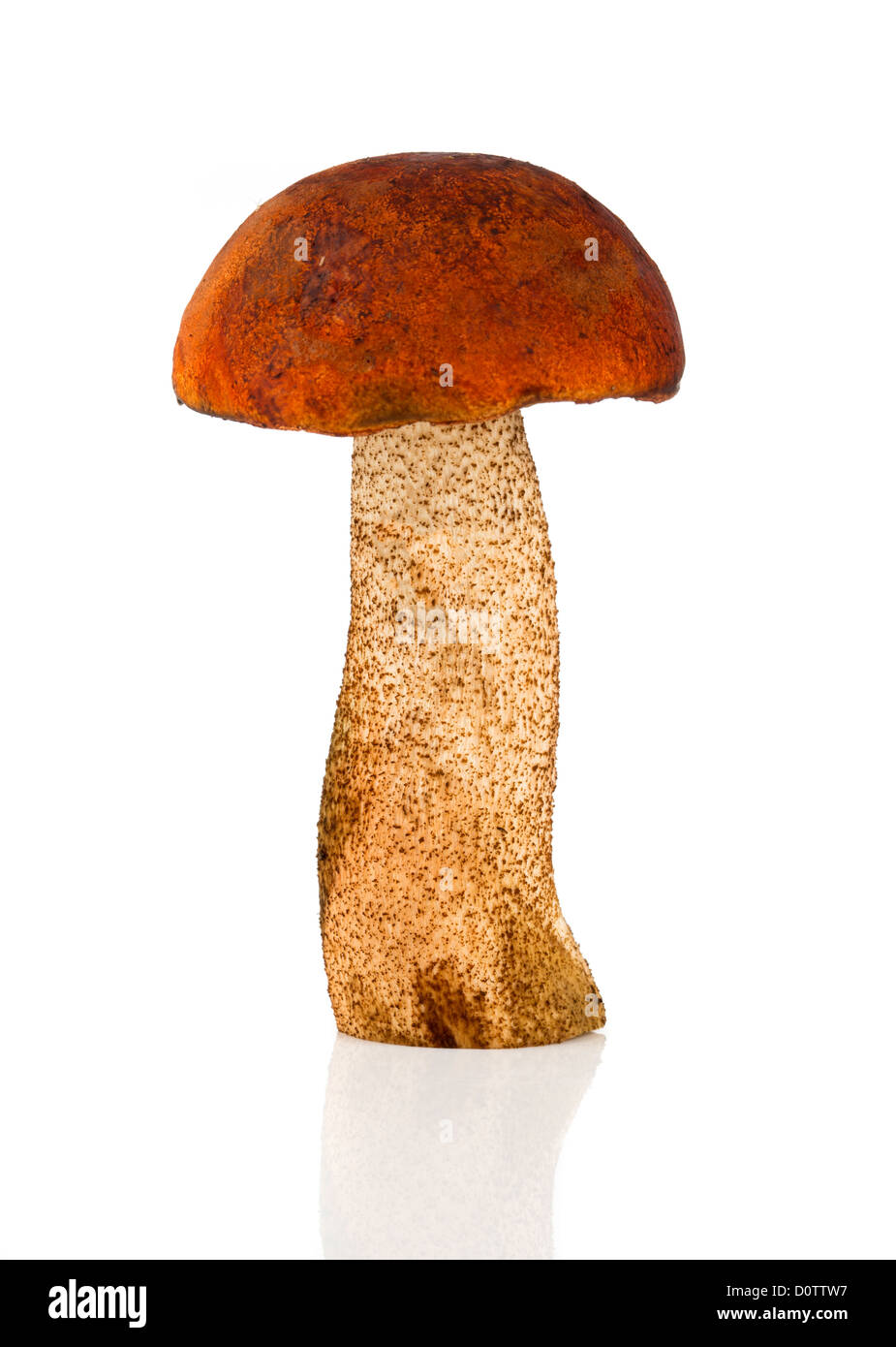 Orange-cap Boletus mushroom Stock Photo - Alamy
