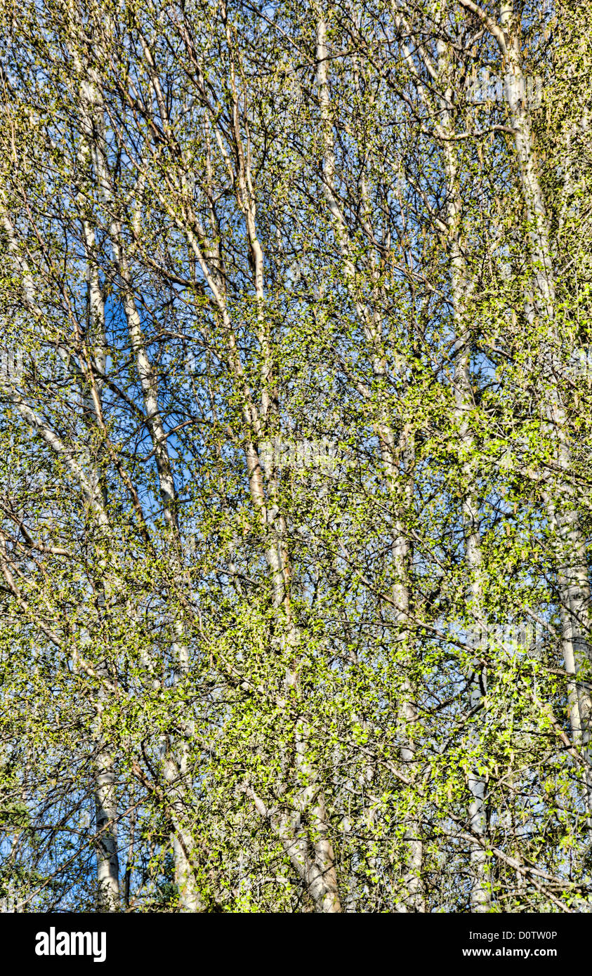 aspen, trees, Fairbanks, Alaska, USA, United States, America, leaves ...