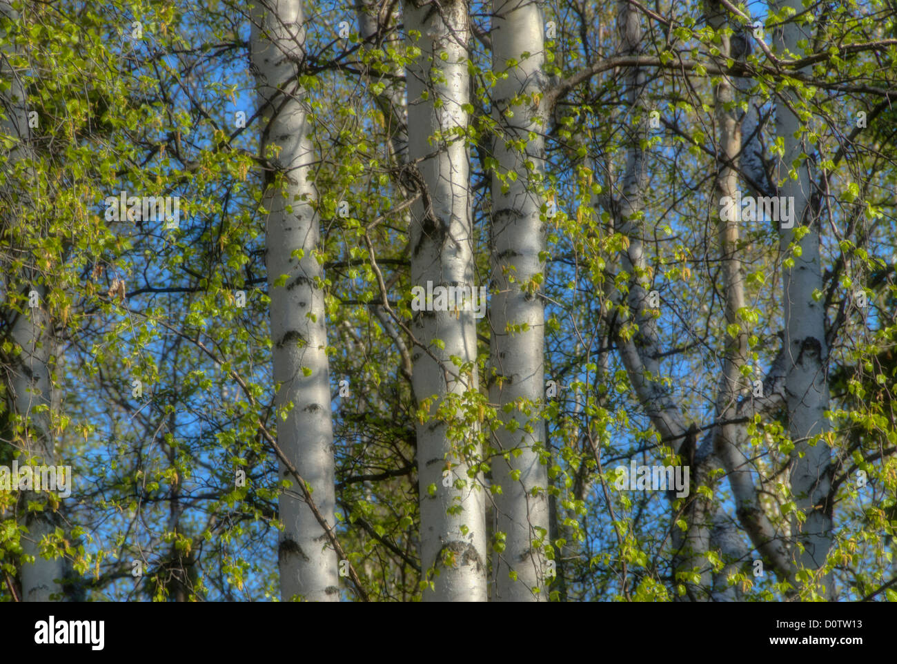 aspen, trees, Fairbanks, Alaska, USA, United States, America, leaves ...
