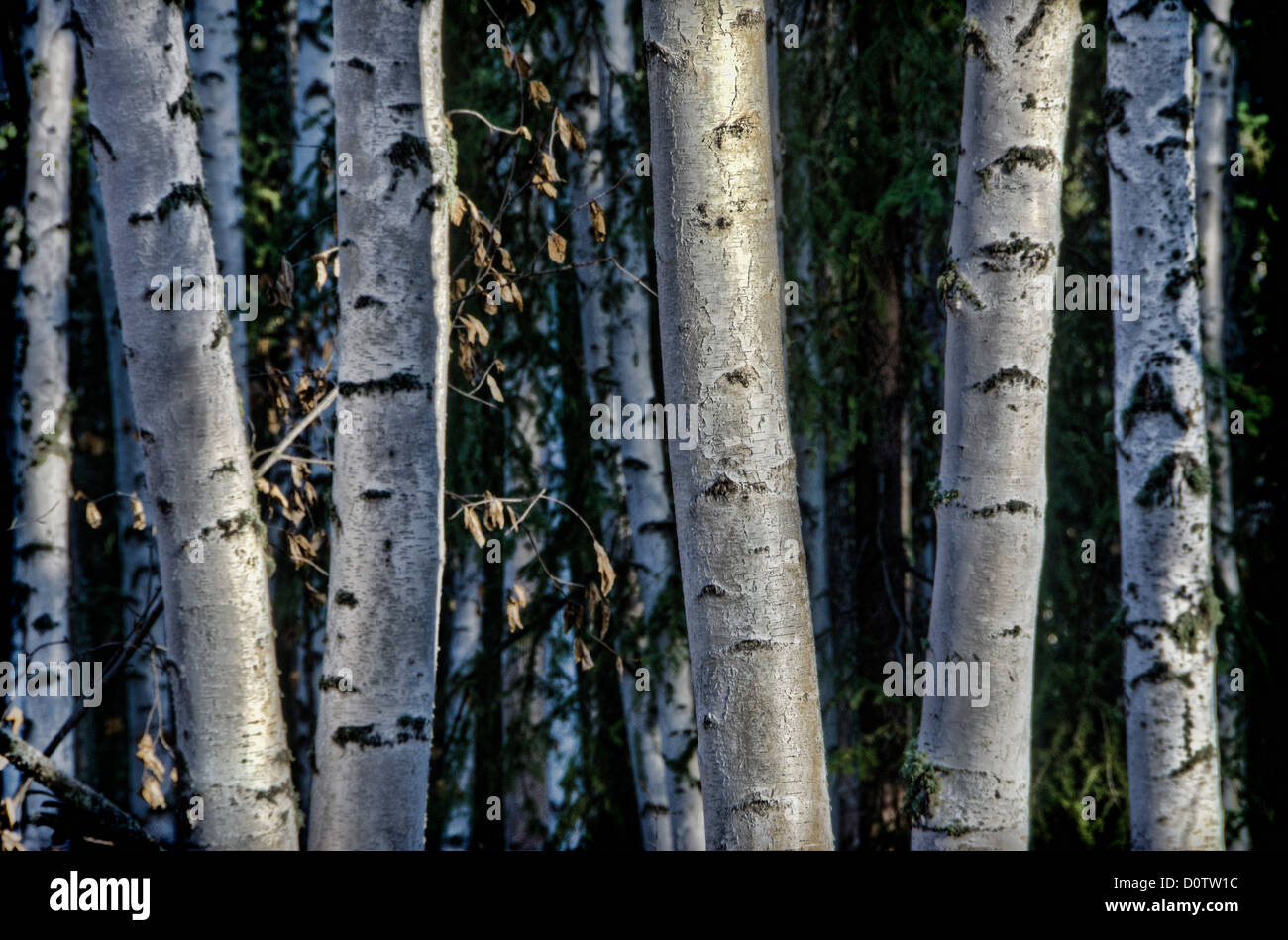 aspen, trees, Fairbanks, Alaska, USA, United States, America, leaves ...