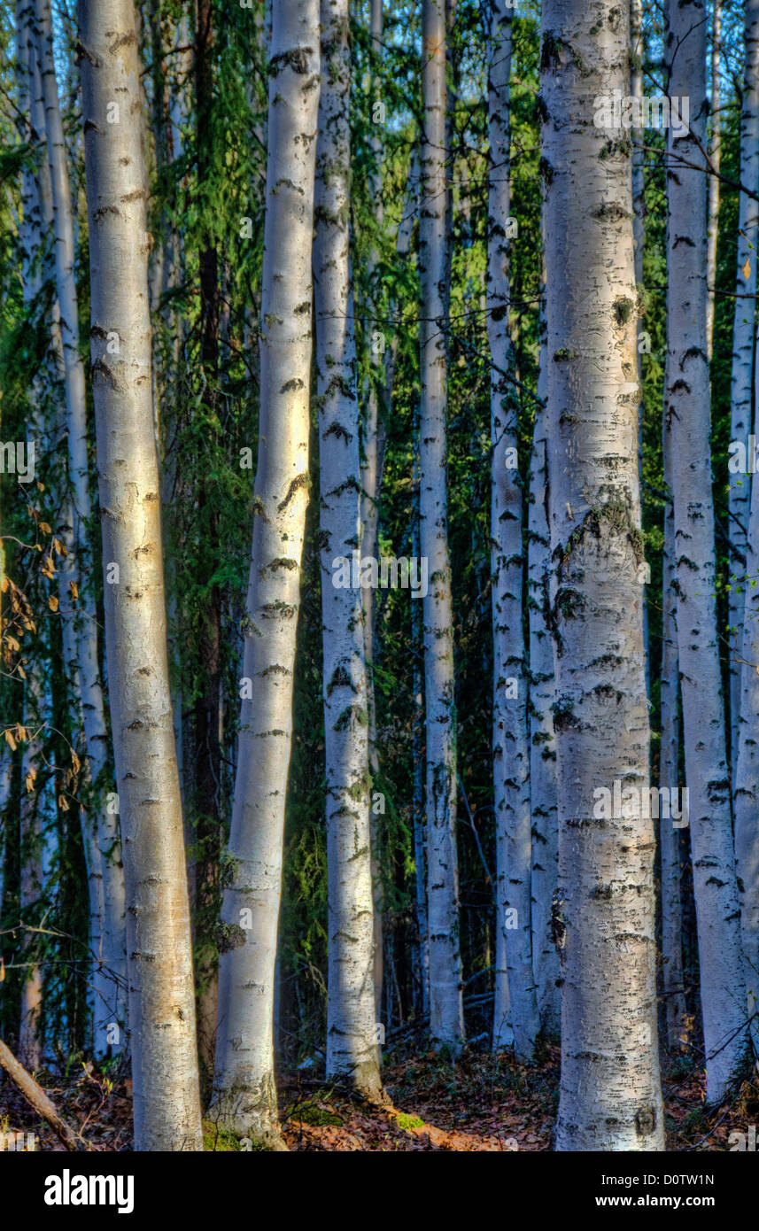 aspen, trees, Fairbanks, Alaska, USA, United States, America, leaves ...