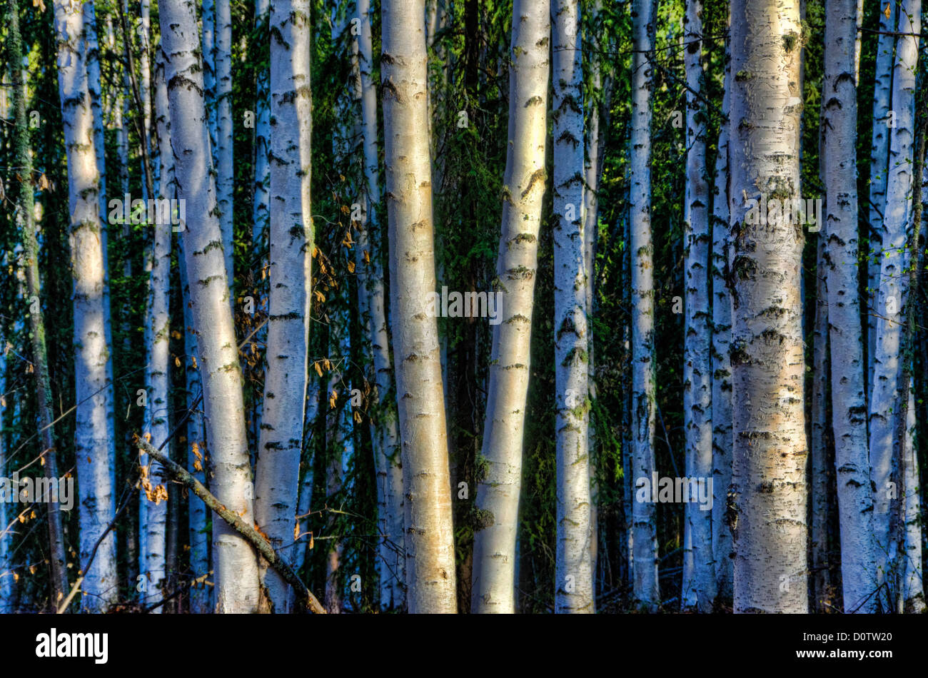 aspen, trees, Fairbanks, Alaska, USA, United States, America, leaves ...