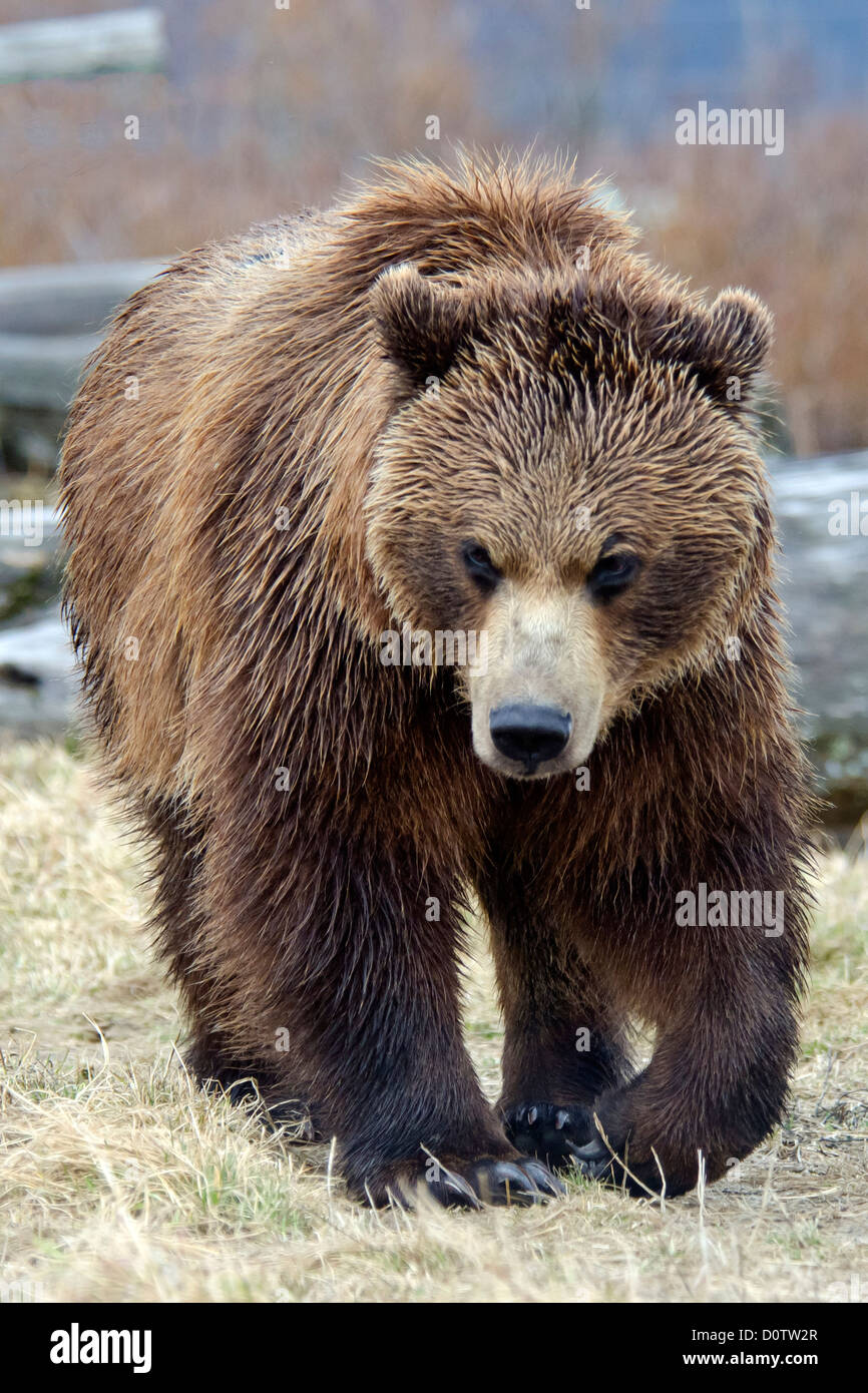 United bear hi-res stock photography and images - Alamy