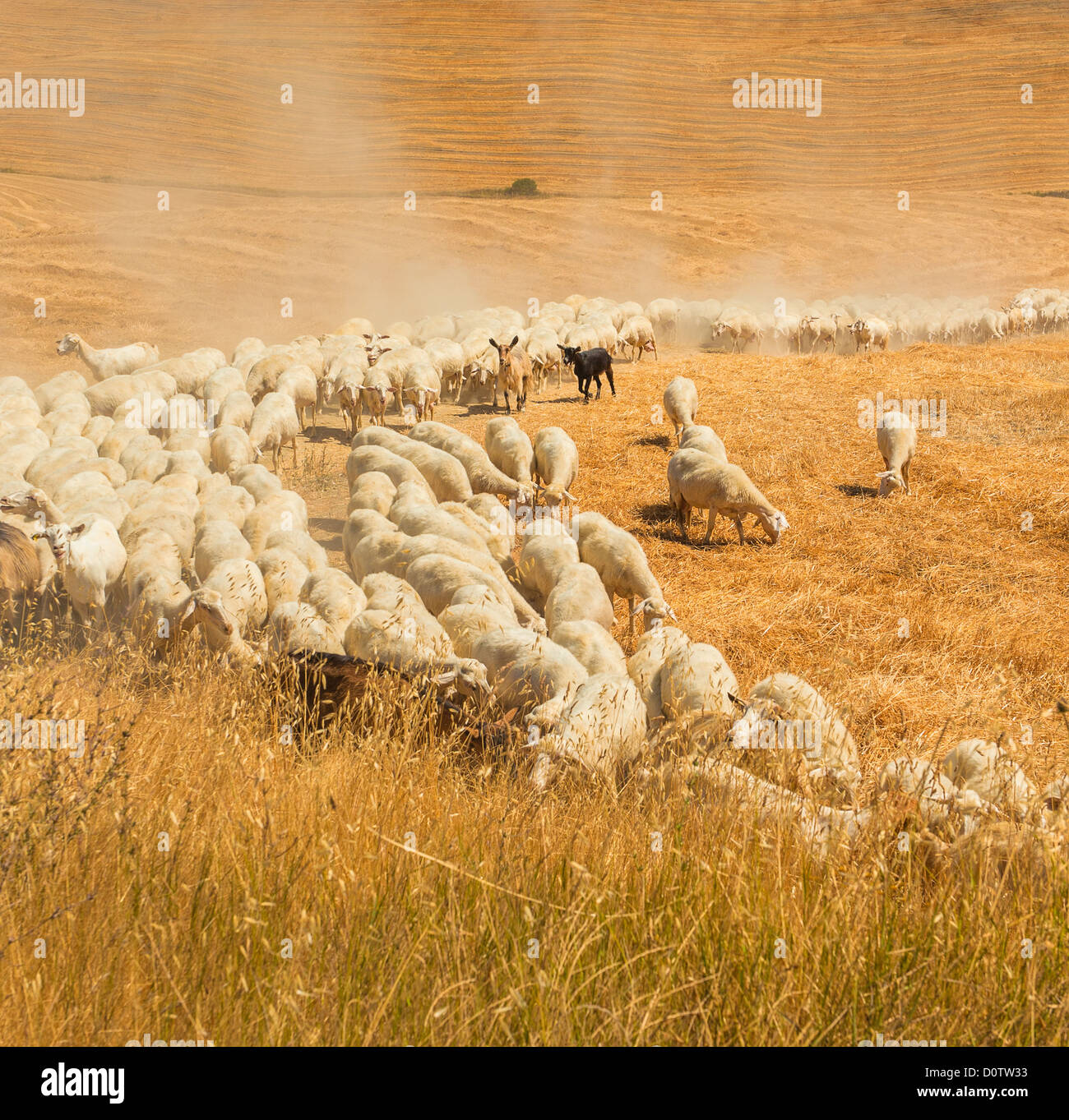 Sheep tuscany hi-res stock photography and images - Alamy