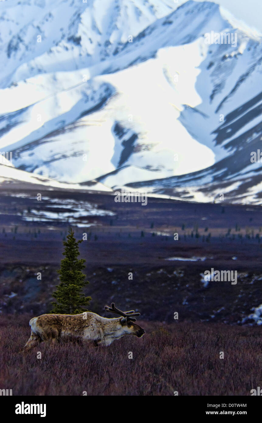 caribou, Denali, national park, Alaska, USA, United States, America ...
