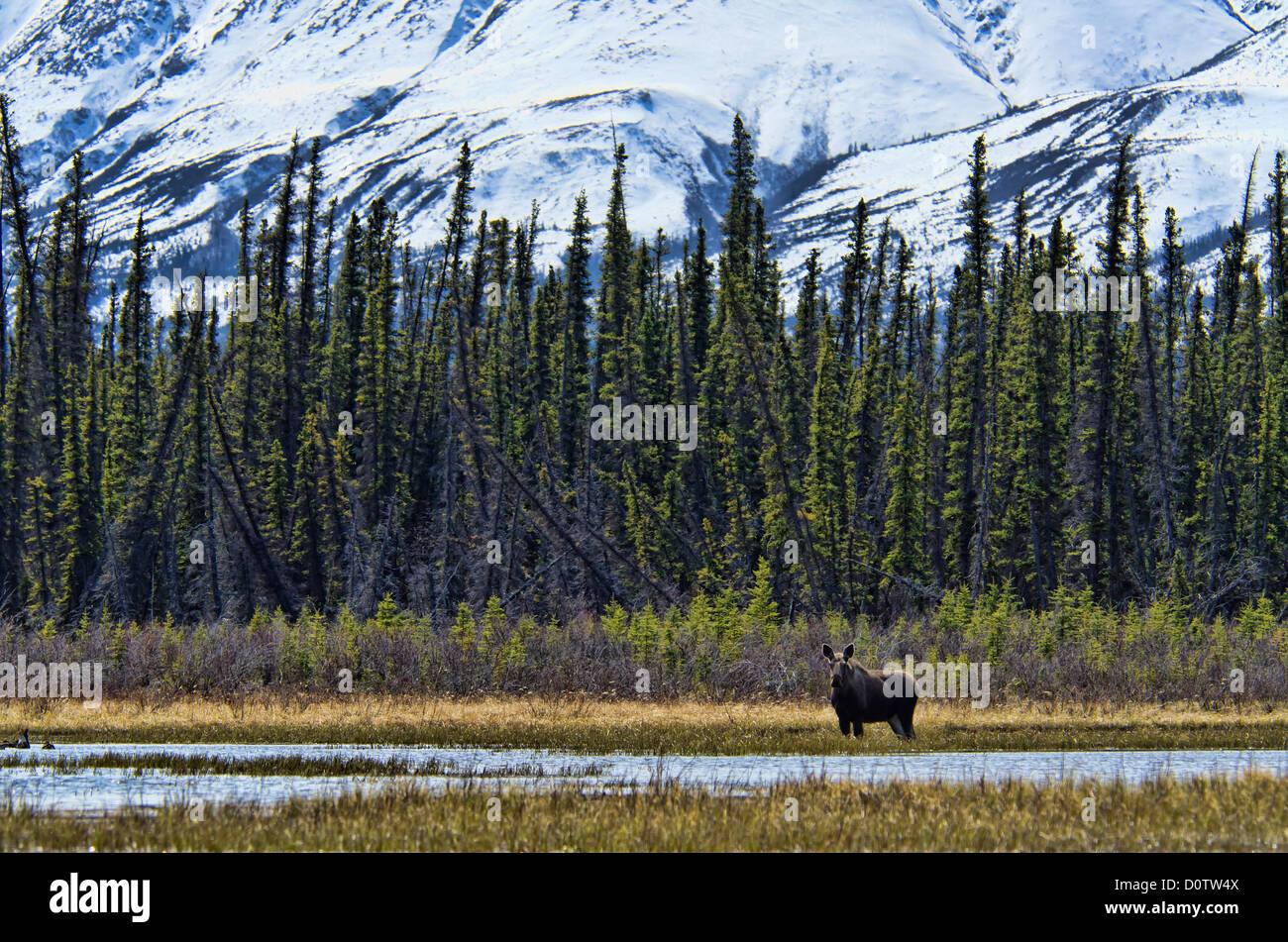 Kluane national park hi-res stock photography and images - Alamy