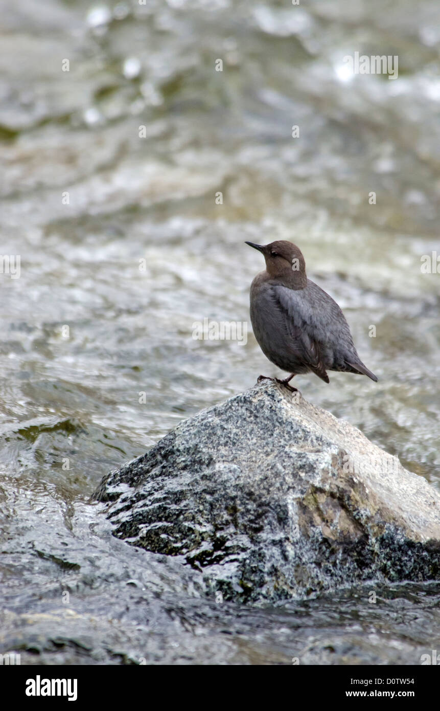 American dipper, cinclus mexicanus, Alaska, USA, United States, America ...