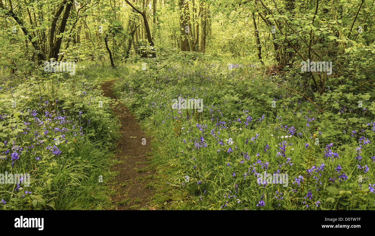 Uk woodland scene hi-res stock photography and images - Alamy