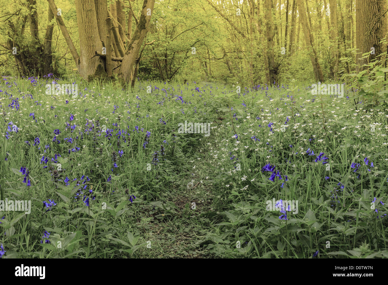 Spring Woodland Scene Berkshire UK Stock Photo - Alamy