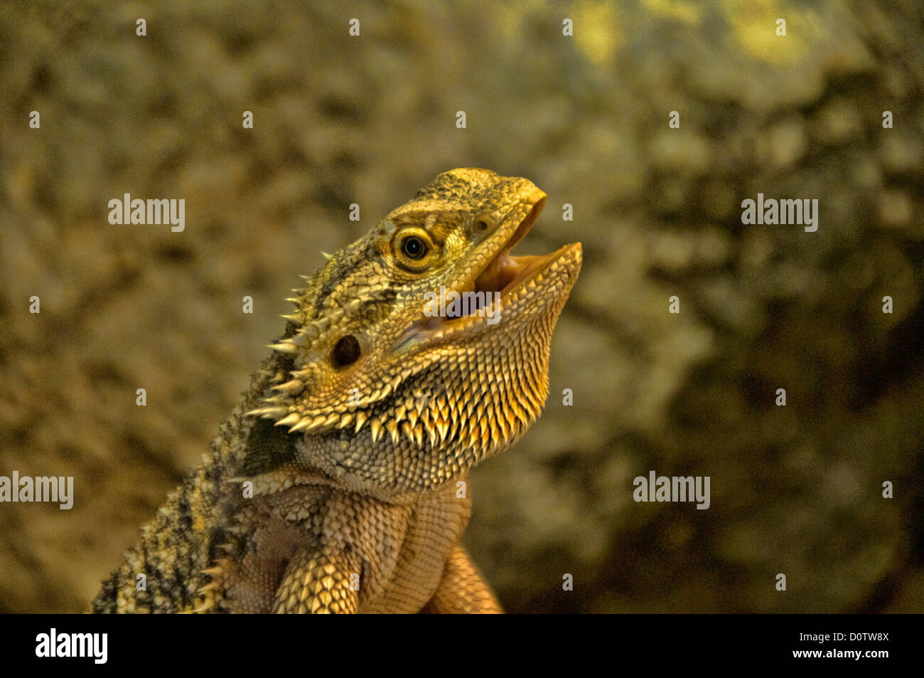 Bearded Dragon Lizard Pogona High Resolution Stock Photography and ...