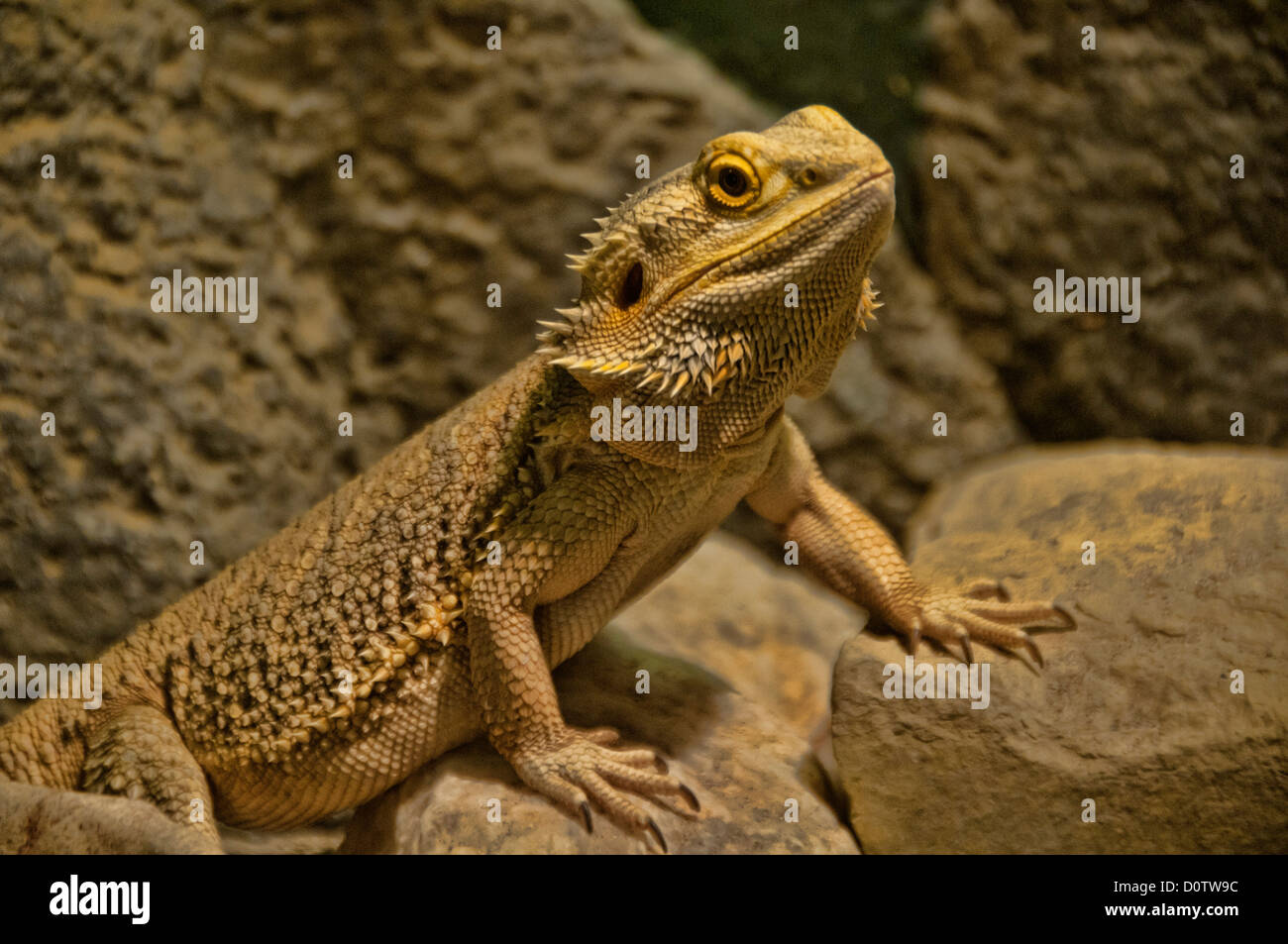 Dragon lizard hi-res stock photography and images - Alamy