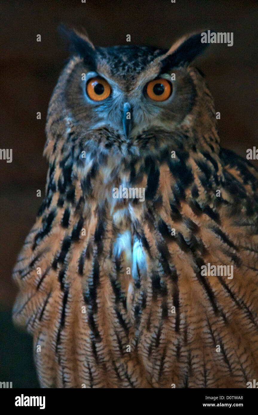 Biggest Owl In The World