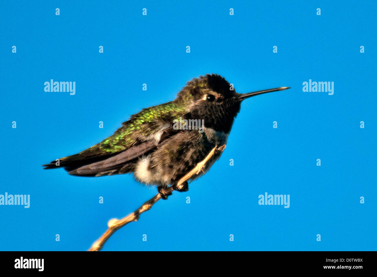 Costas hummingbird calypte costae hi-res stock photography and images ...
