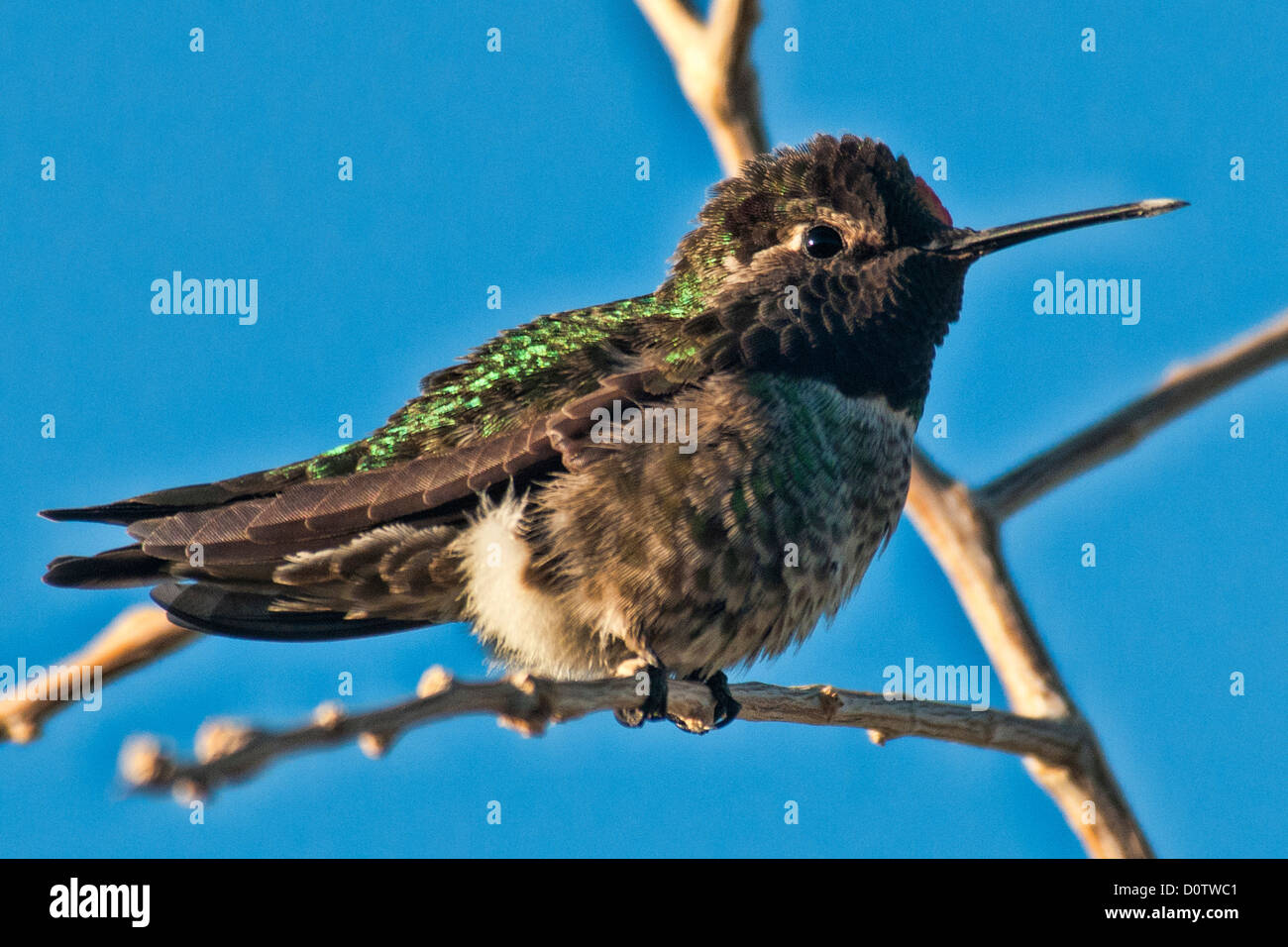 Costas hummingbird calypte costae hi-res stock photography and images ...