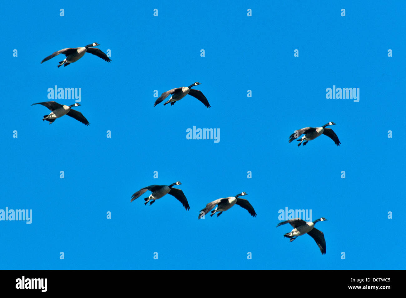 Canada geese, gilbert riparian, preserve, Arizona, USA, Vereinigte ...