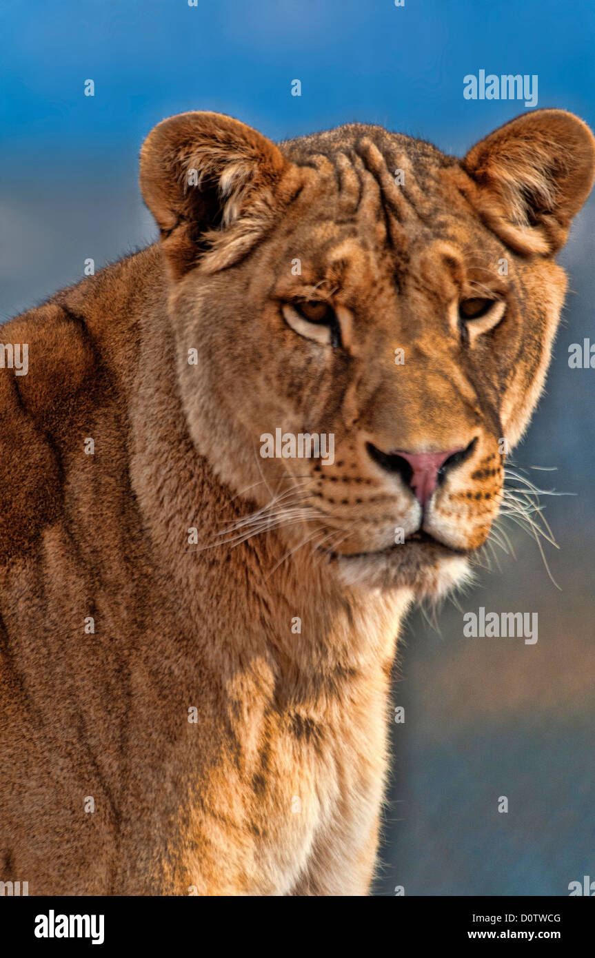 lioness, female, lion, portrait, USA, Vereinigte Staaten, Amerika ...