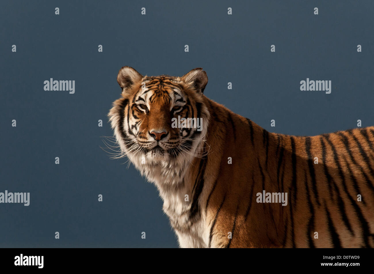 Tiger portrait hi-res stock photography and images - Alamy