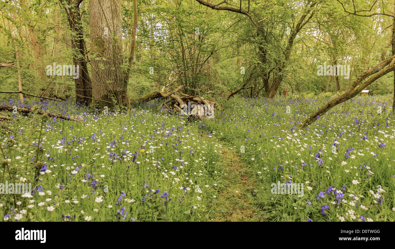 Uk woodland scene hi-res stock photography and images - Alamy