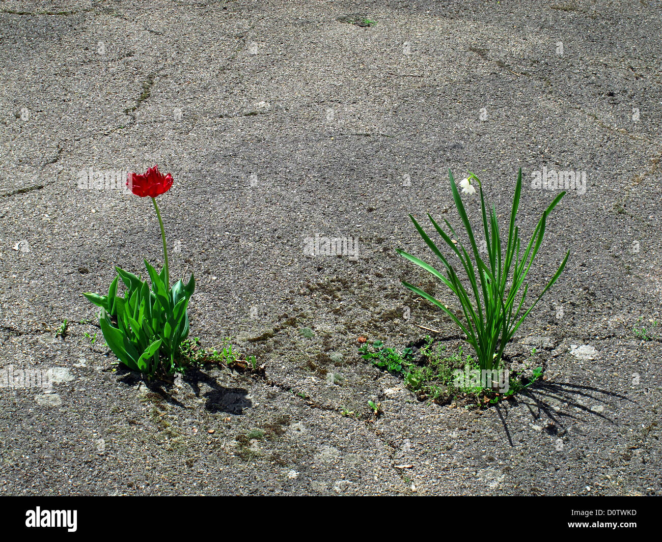Plants survive hi-res stock photography and images - Alamy