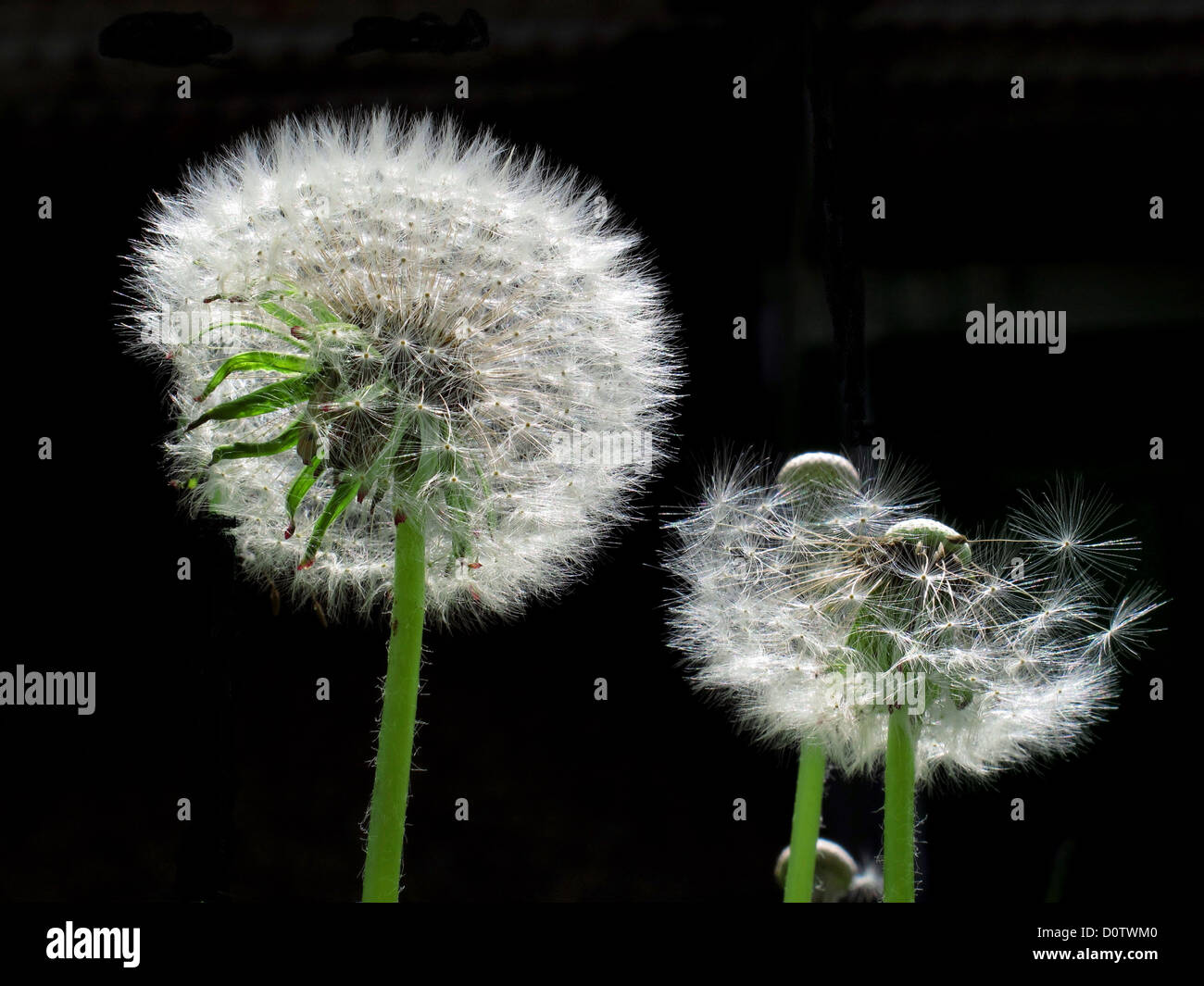 Germany, Europe, dandelion, blowball, seed head, three, detail, wilt ...