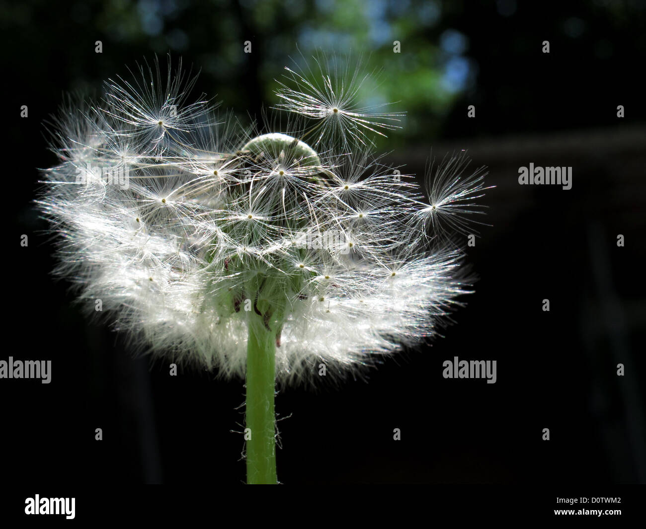 Germany, Europe, dandelion, blowball, seed head, detail, wilt, fly ...