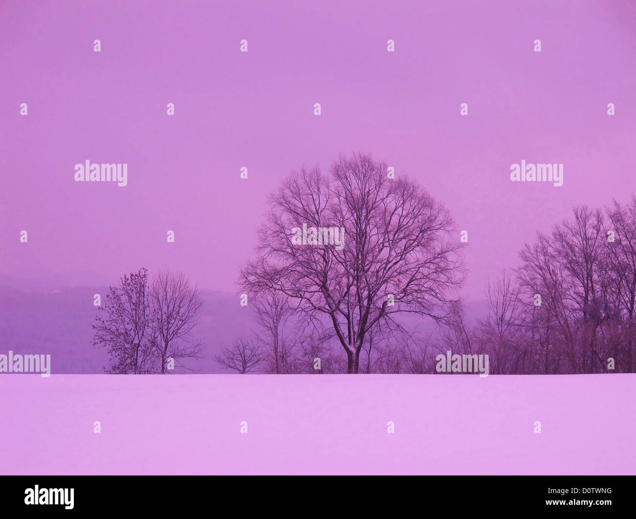 Mauve trees hi-res stock photography and images - Alamy