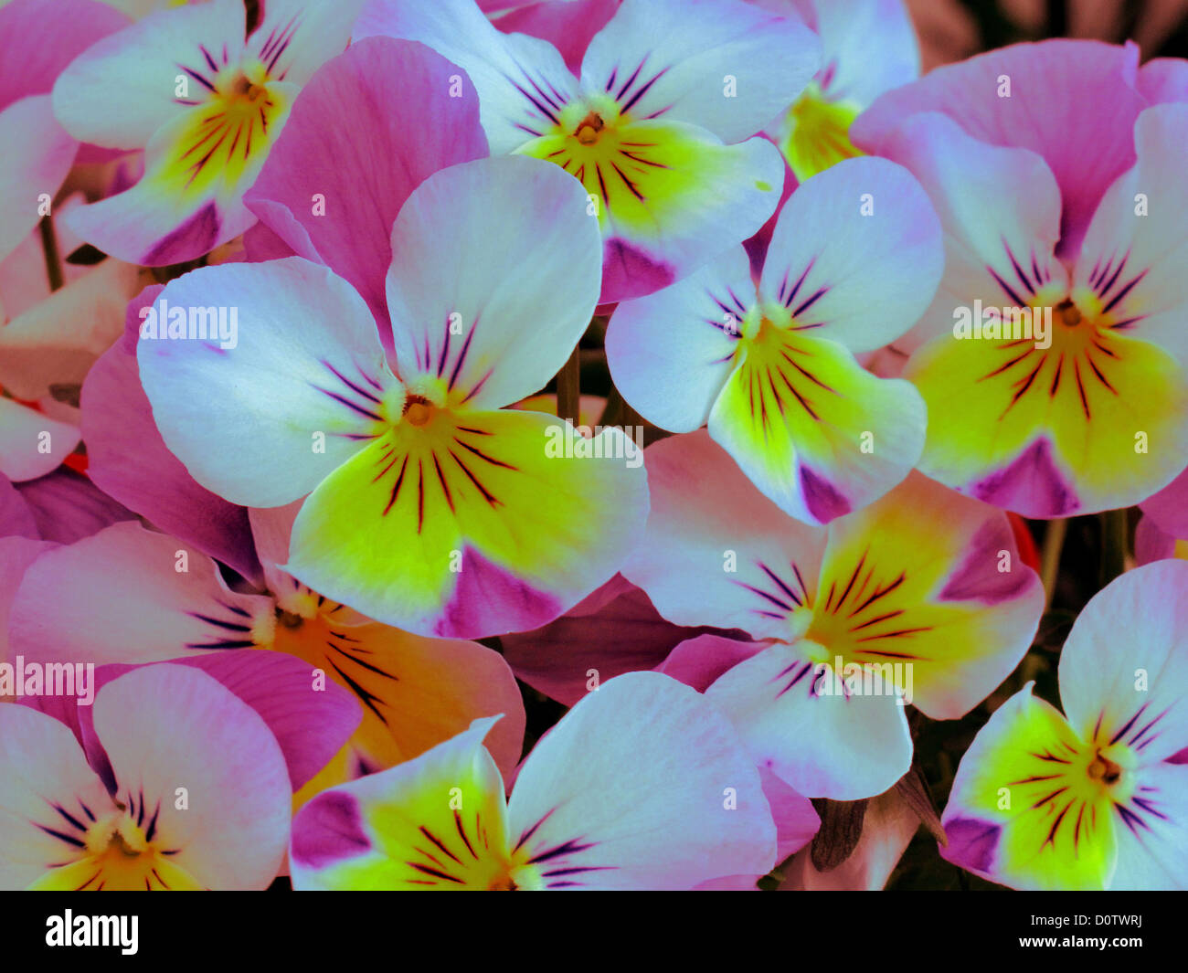 Viola plants hi-res stock photography and images - Alamy