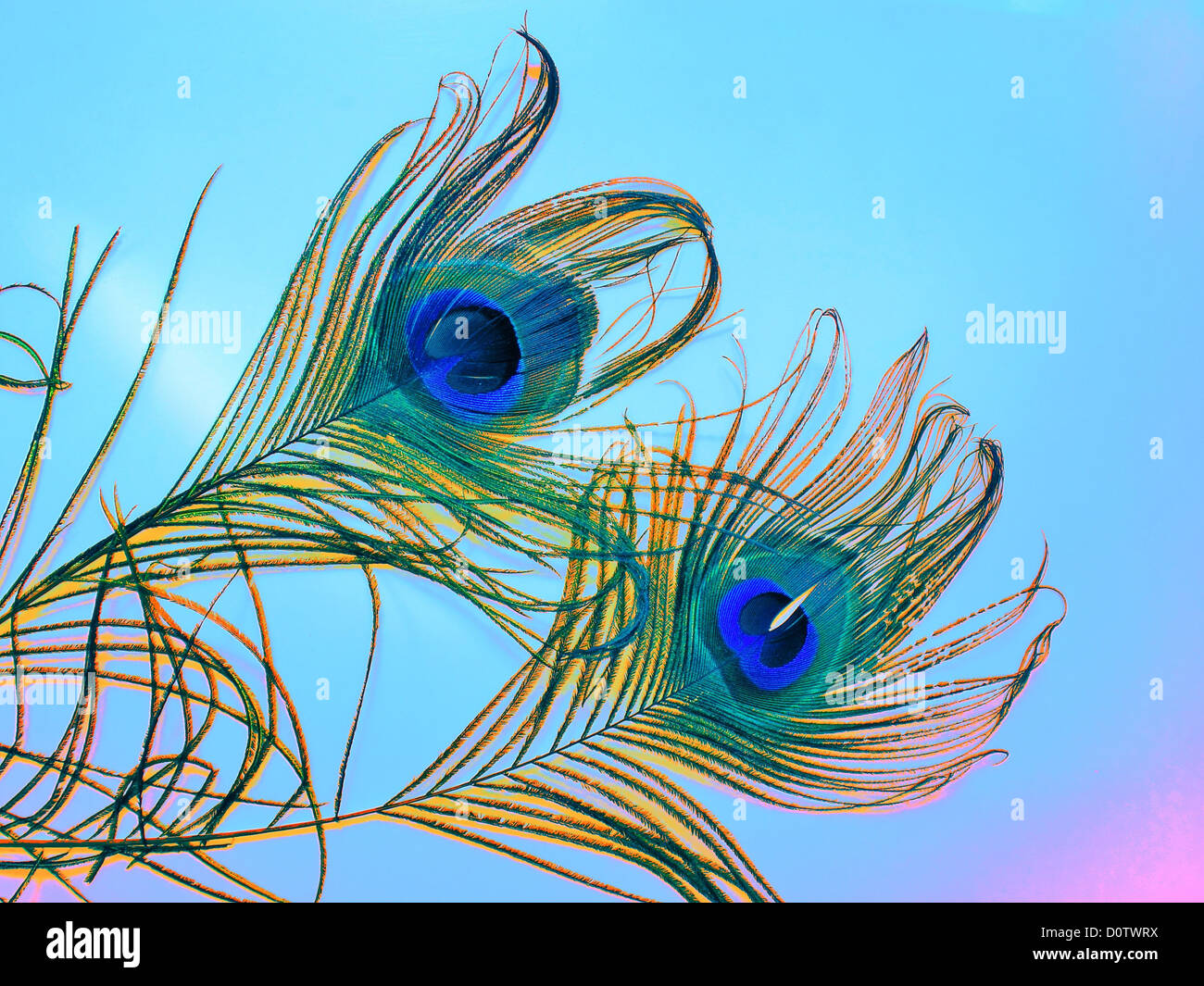 Animal, peacock, peacock's feathers, feathers, two, alienated Stock ...