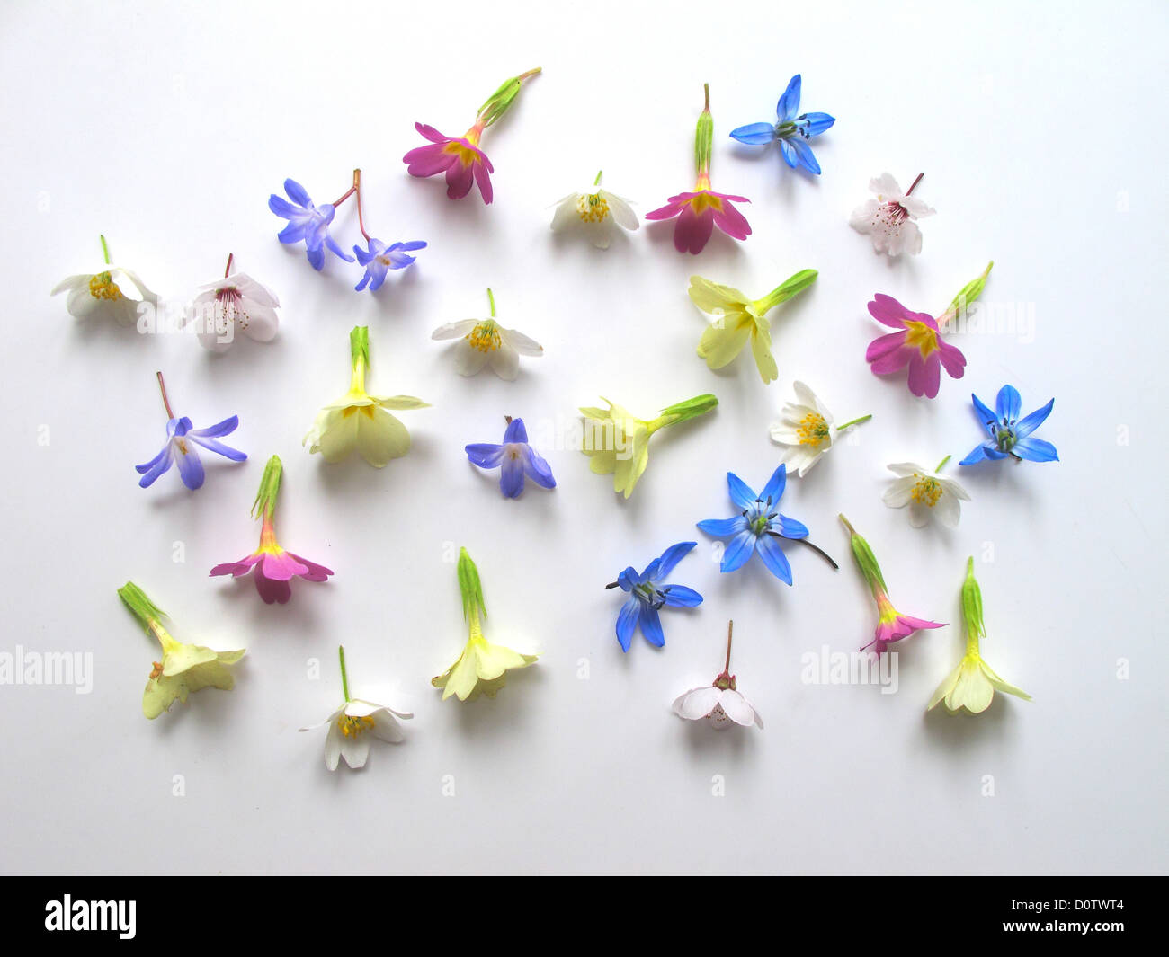 Plants blossoms hi-res stock photography and images - Alamy