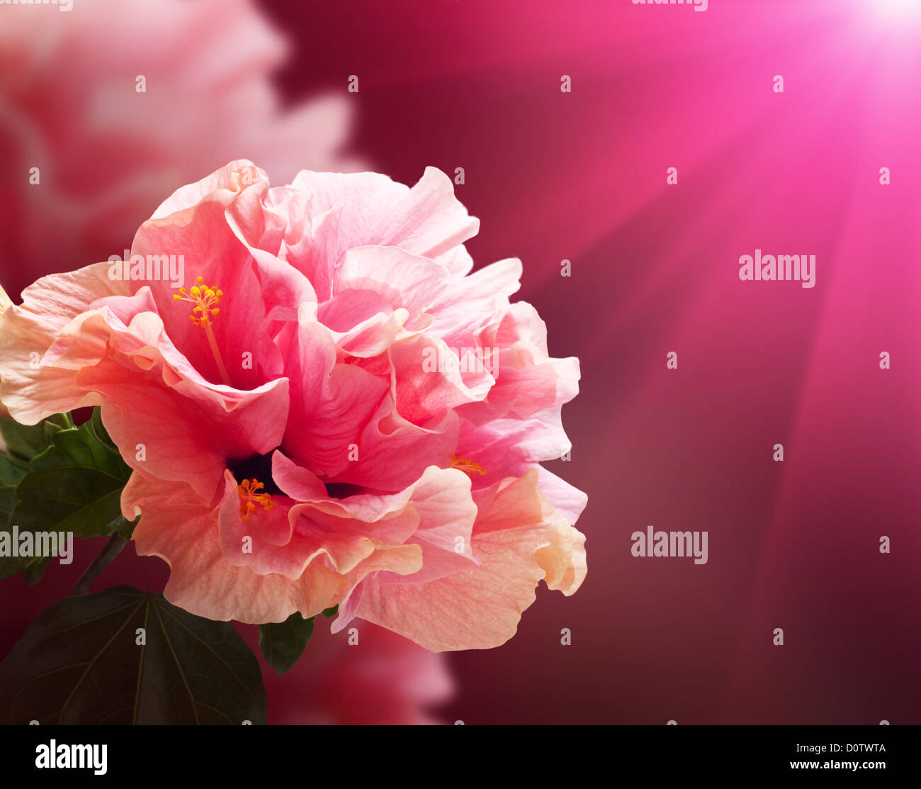 Rosy posy flowers hi-res stock photography and images - Alamy