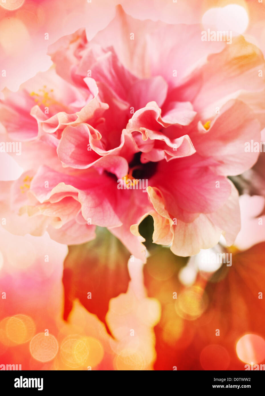 Rosy posy flowers hi-res stock photography and images - Alamy