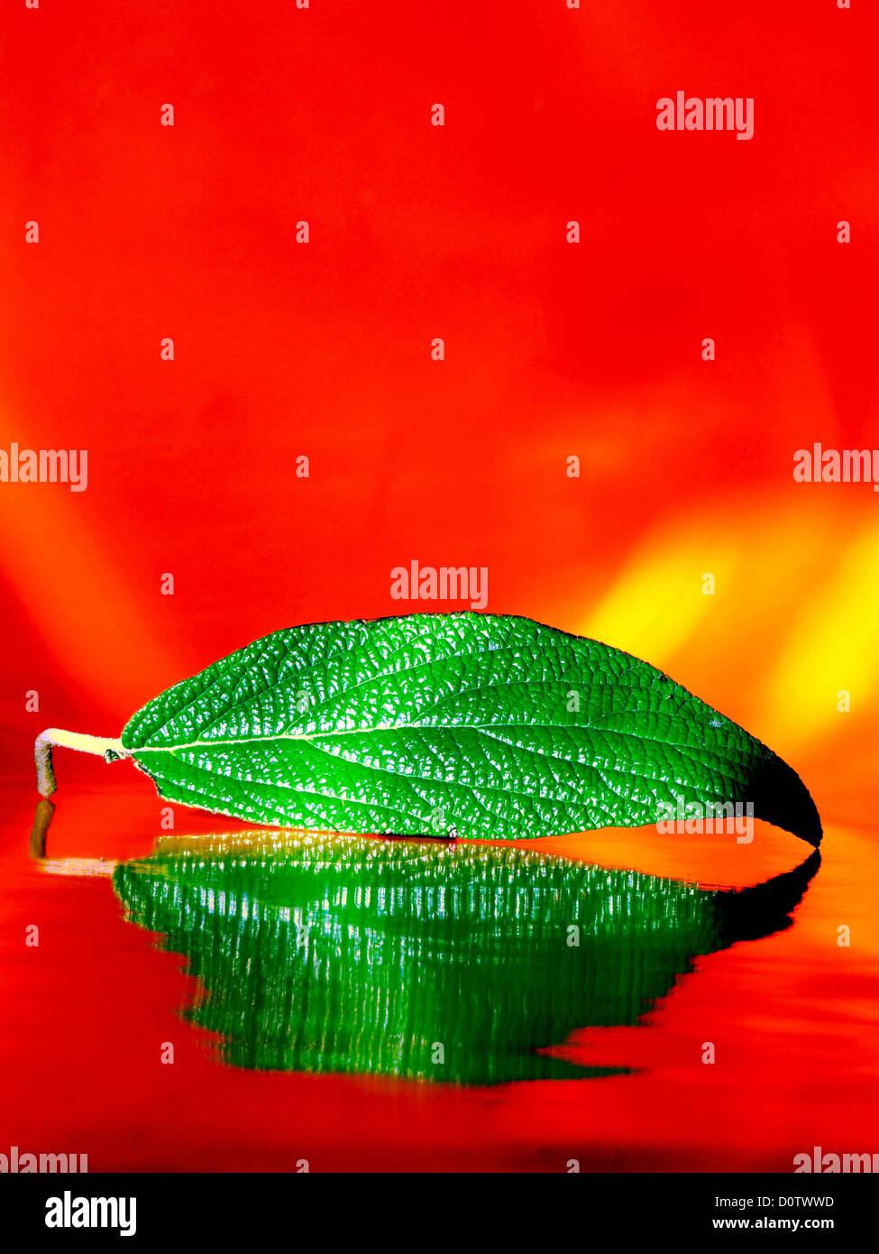 Plants, leaf, green, reflection, light, background, red Stock Photo - Alamy