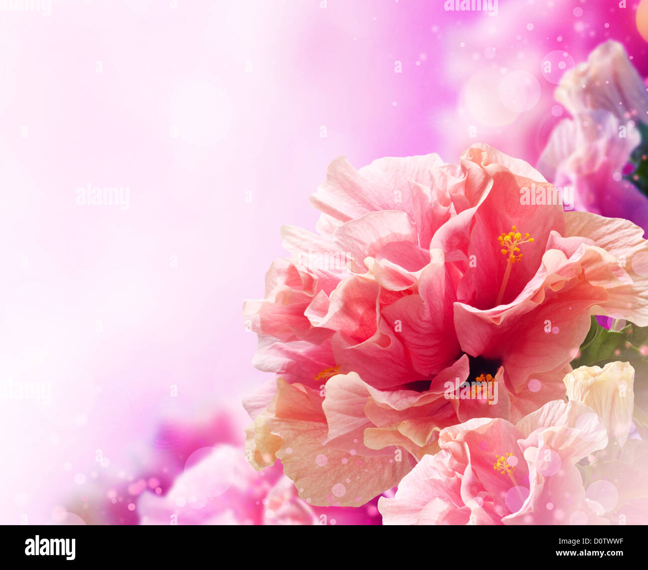 Rosy posy flowers hi-res stock photography and images - Alamy