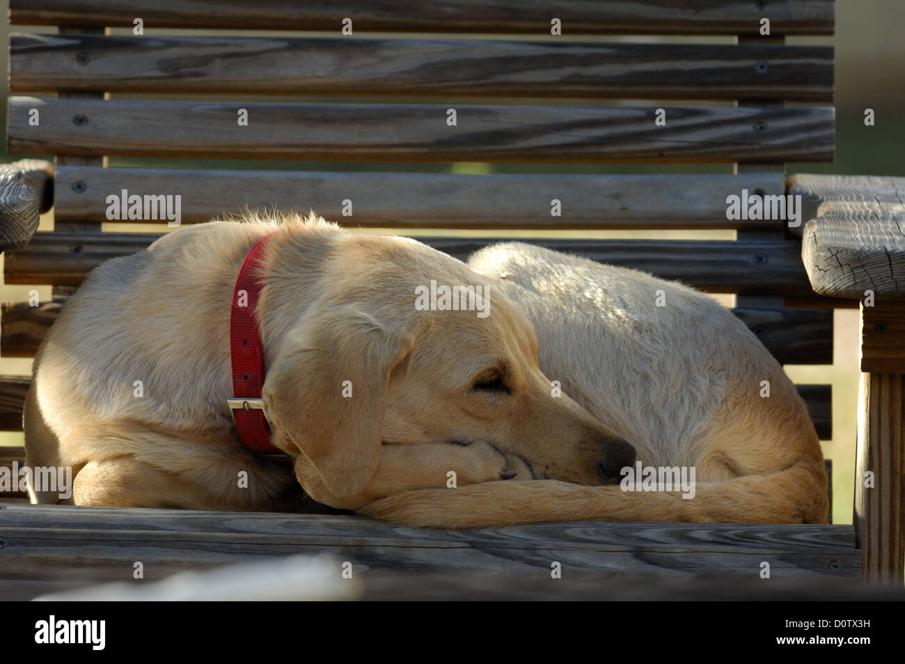 Yellow Labrador Retriever curled up and sleeping in a chair Stock Photo ...