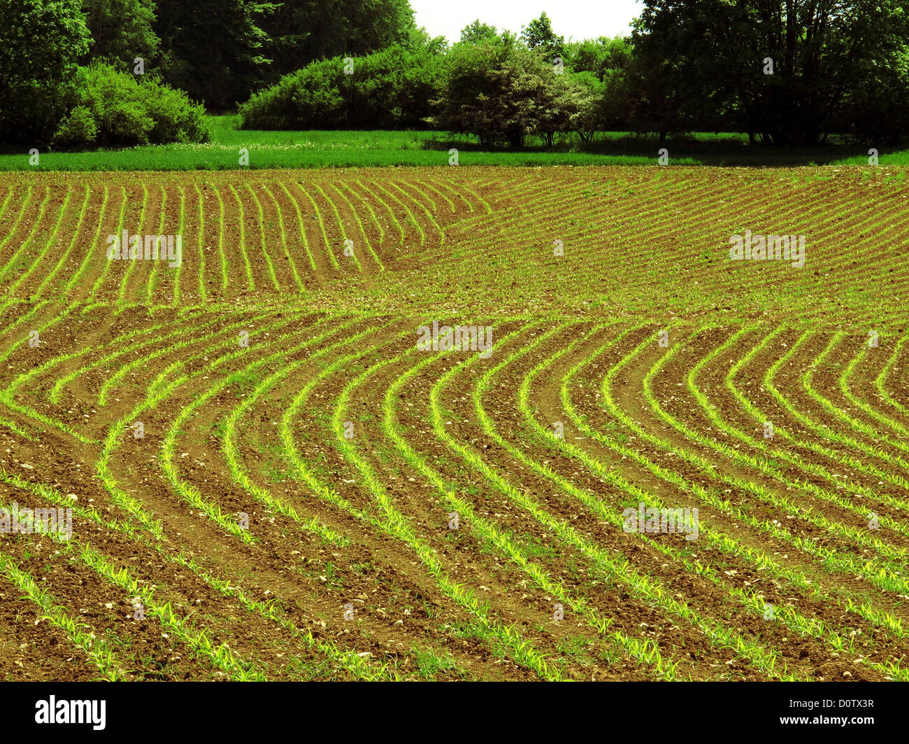 Germany, Europe, Franconian Switzerland, Europe, sowing, young, sowing ...
