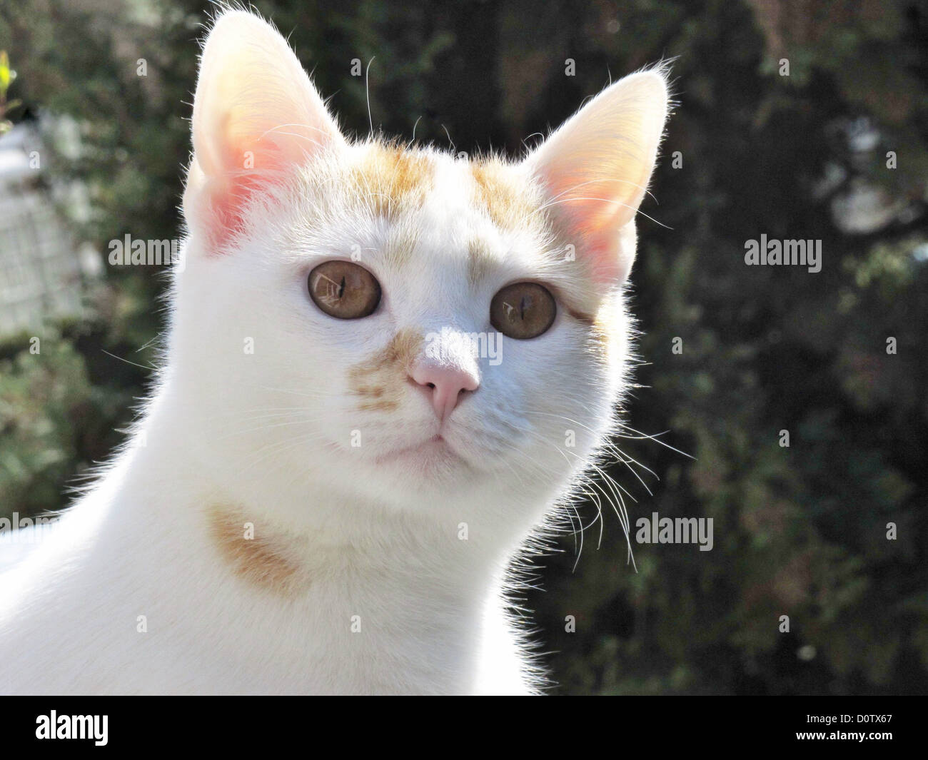 Animal, cat, house cat, head, white, red Stock Photo - Alamy