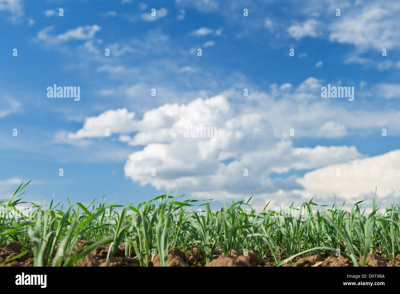 Field green grass perfect sky hi-res stock photography and images - Alamy