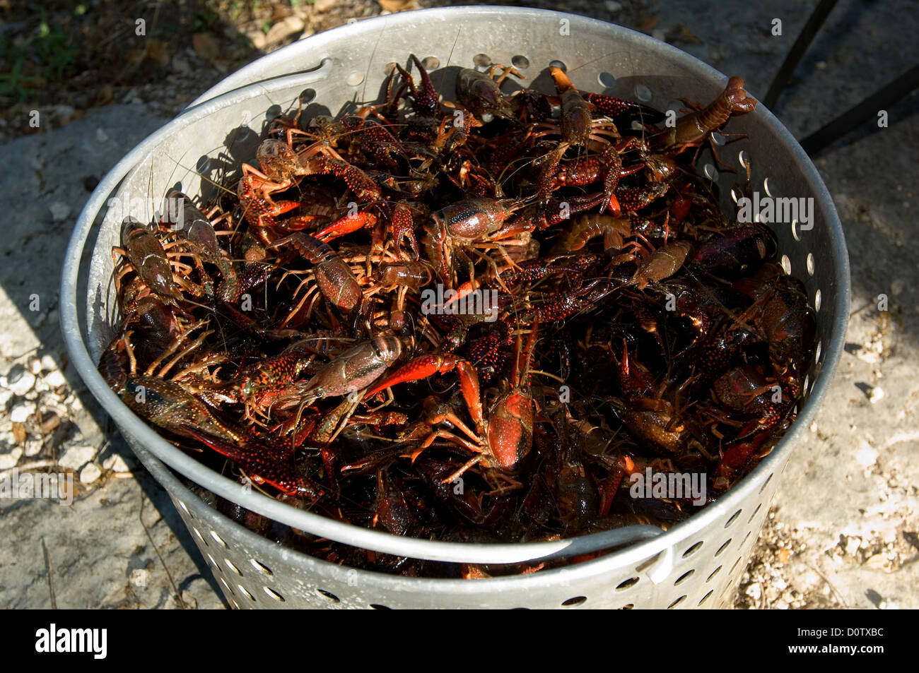Crawfish boiling hi-res stock photography and images - Alamy