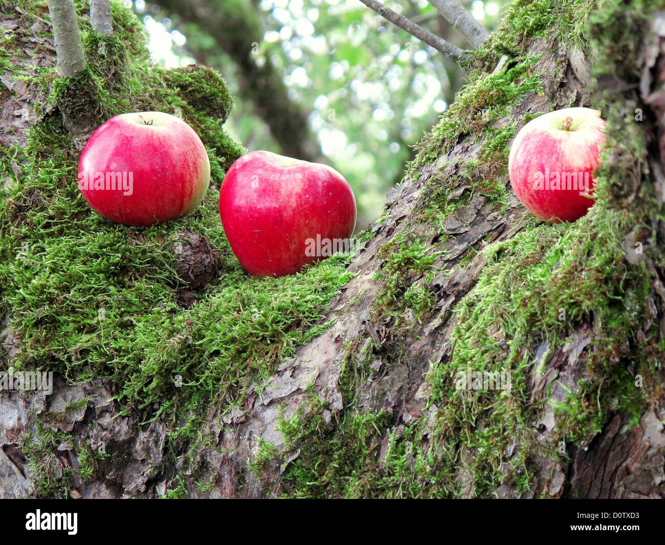 Tree, trunk, tribe, fork, moss, bark, apples, red, three, arrangement ...