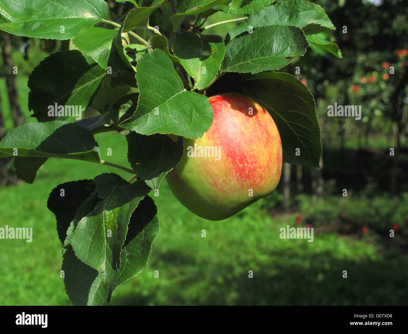 Tree, apple tree, branch, branch, knot, leaves, fruit, apple, ripe, red ...