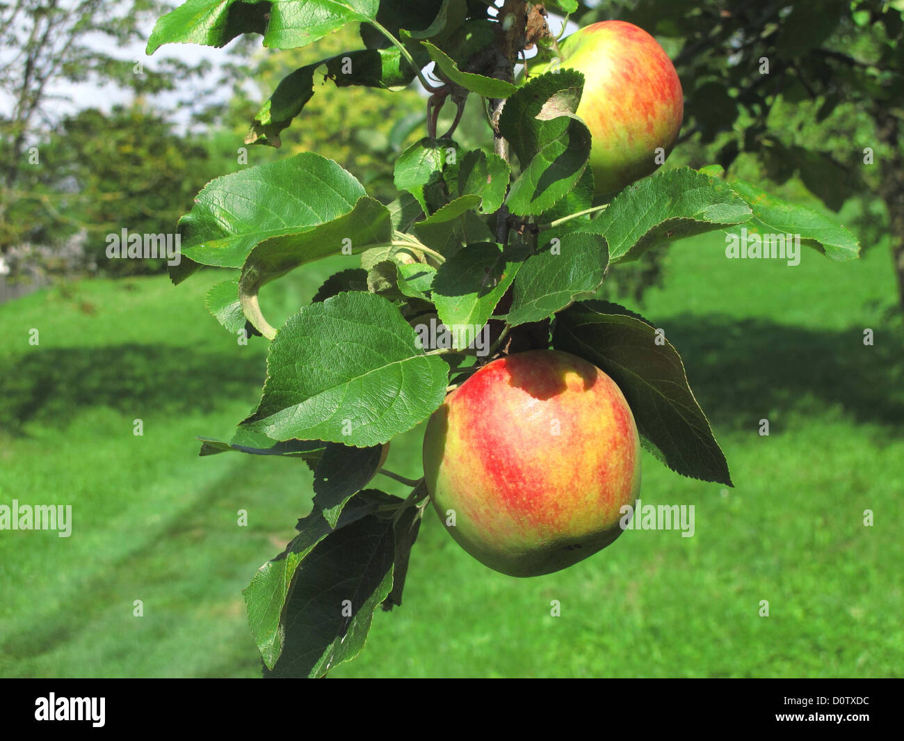 Tree, apple tree, branch, branch, knot, leaves, fruits apples, two ...