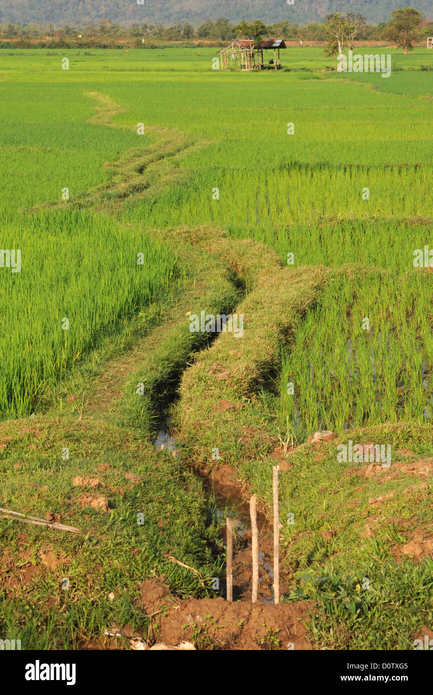 Laos, Asia, Champasak, agriculture, rice, rice field, growing of rice ...