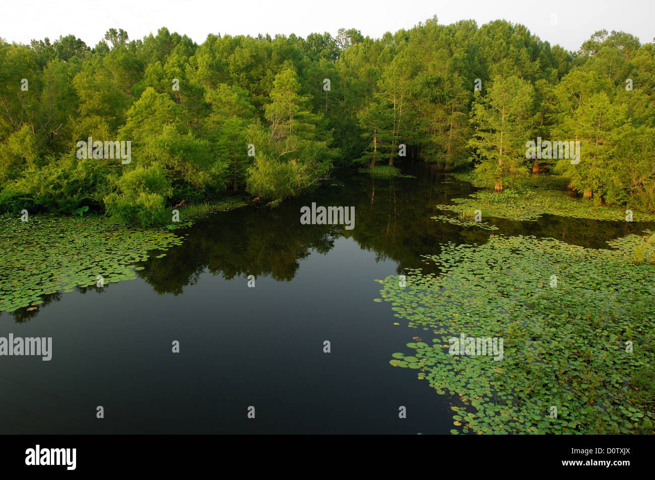 Flooded cypress trees and lily pads on Lake Sam Rayburn Texas Stock ...