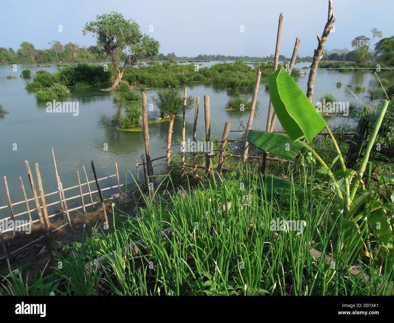 Laos, Asia, Don Det, Mekong, river, flow, tree, 4000 islands, isles ...